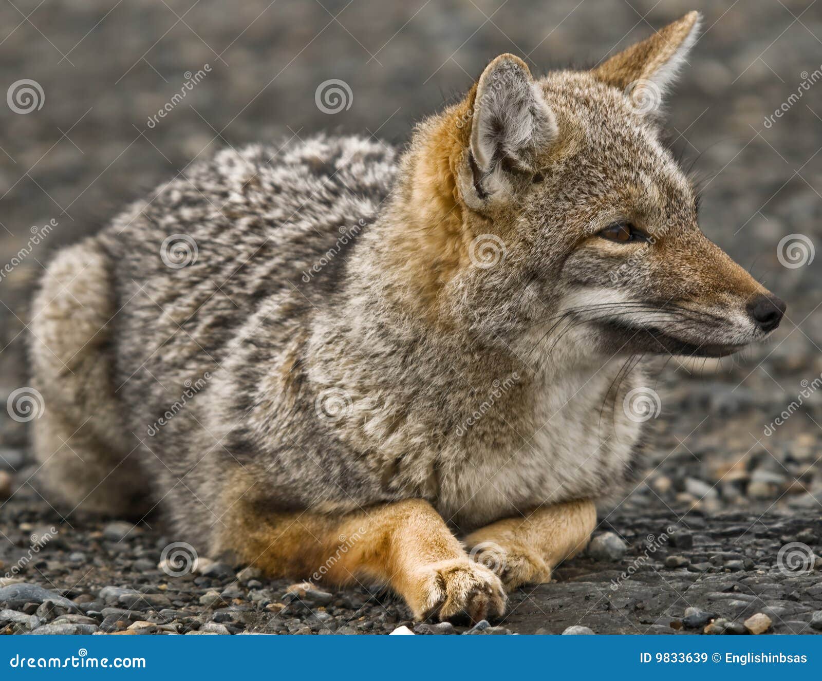 129 Gray Fox Chile Stock Photos - Free & Royalty-Free Stock Photos from ...