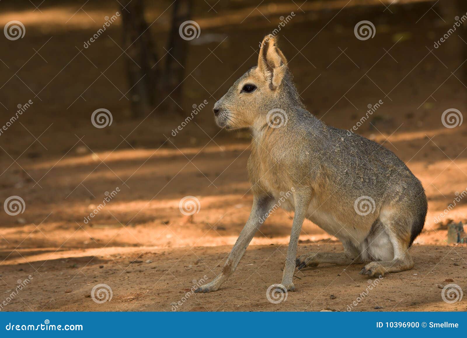 The Patagonian Mara Is A Relatively Large Rodent In The Mara Genus ...