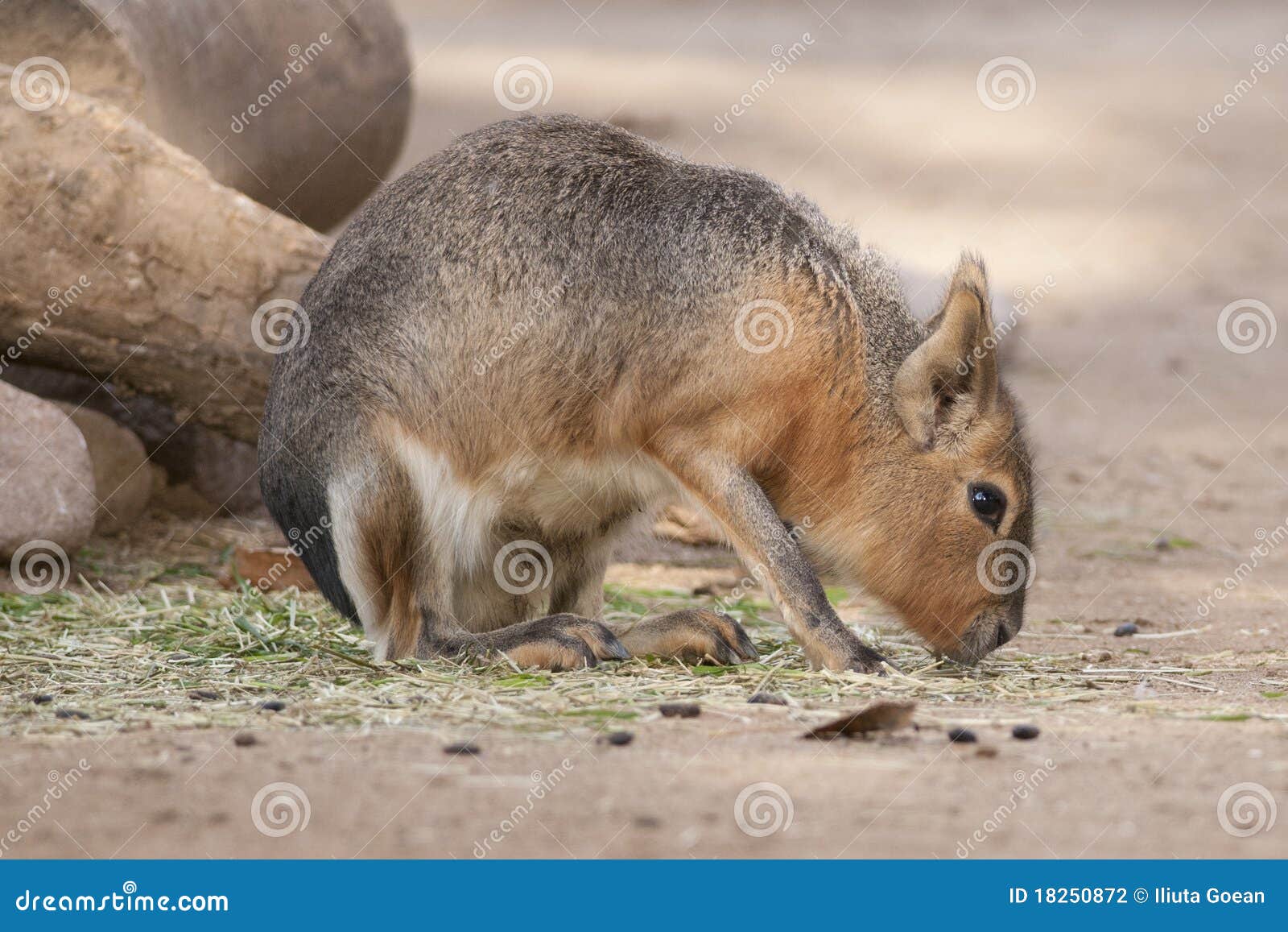 Patagonian Mara stock photo. Image of hare, fauna, mara - 18250872