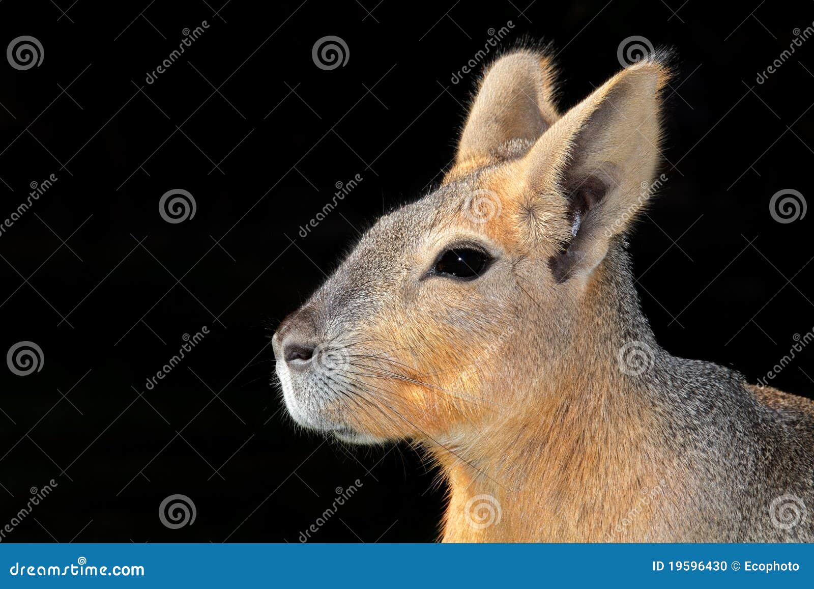 Patagonian mara stock photo. Image of dolichotis, argentina - 19596430
