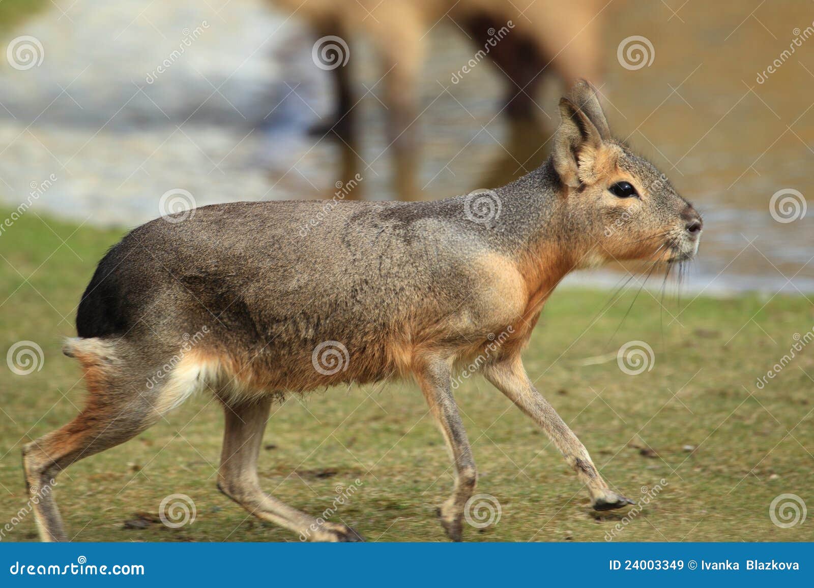 Patagonian mara stock image. Image of rodent, patagonian - 24003349