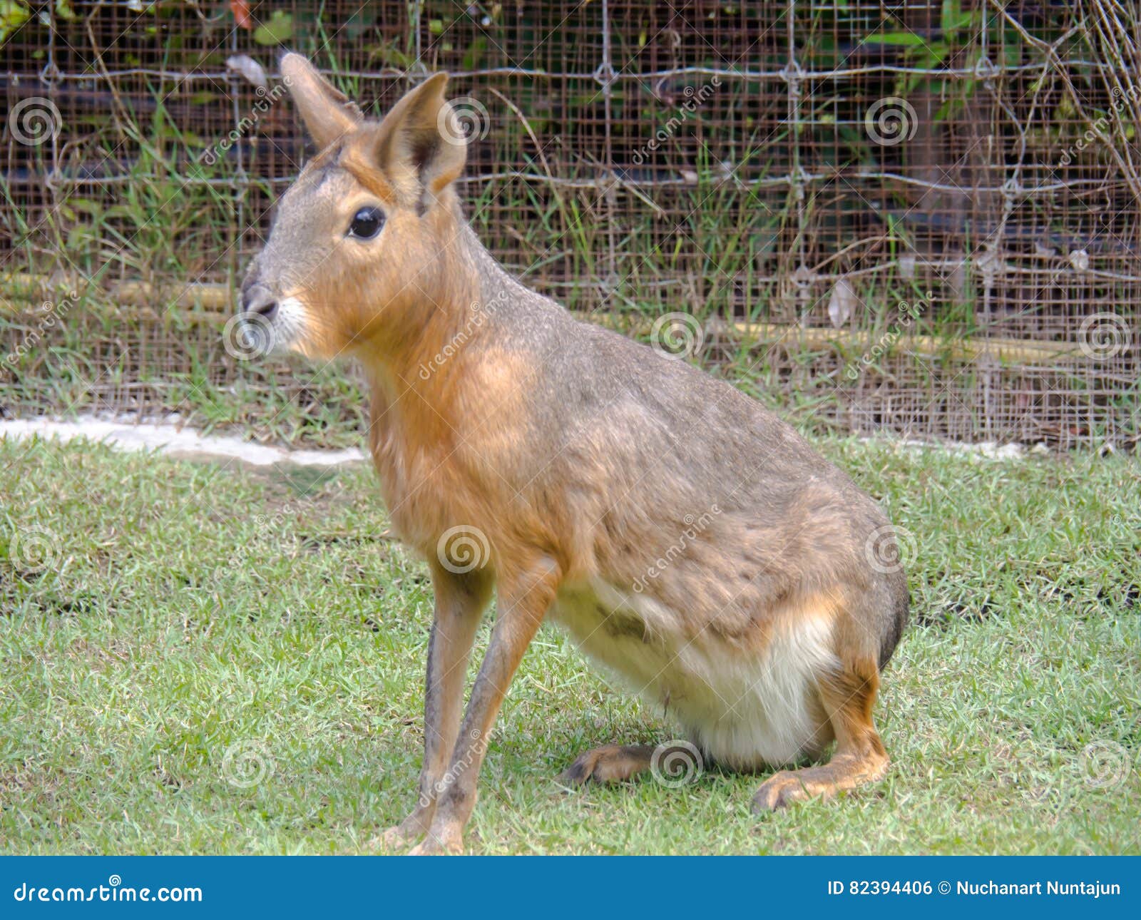 The Patagonian mara. stock photo. Image of wild, outside - 82394406