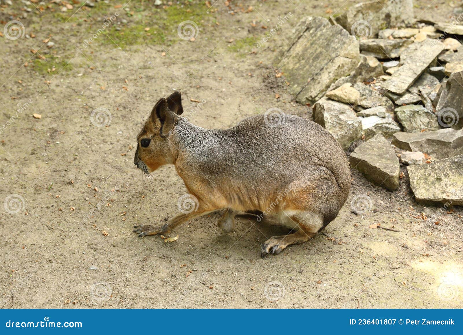 Patagonian Mara - Rodent Standing on Ground Stock Image - Image of ...