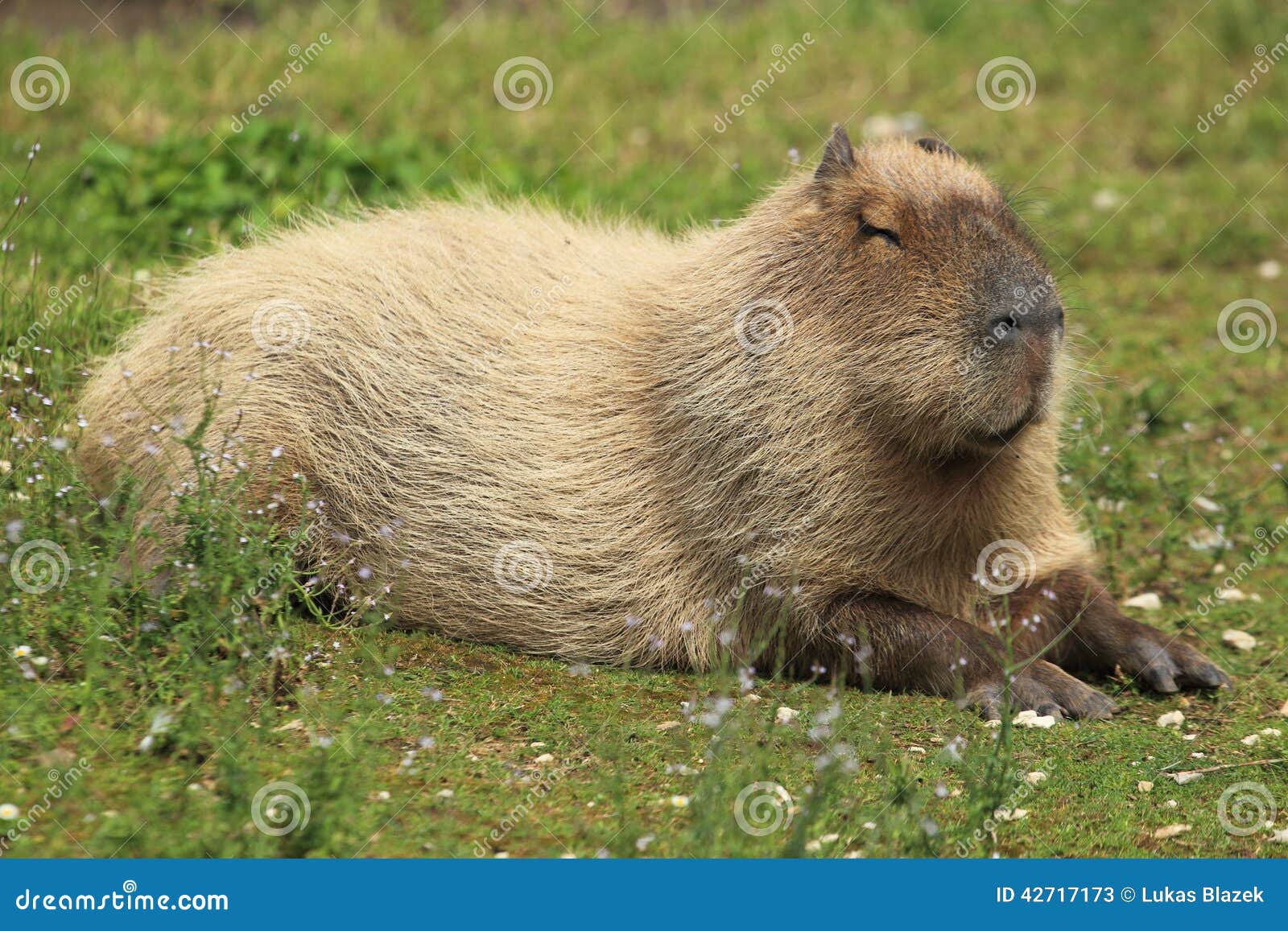 Patagonian mara stock image. Image of patagonia, mammal - 42717173
