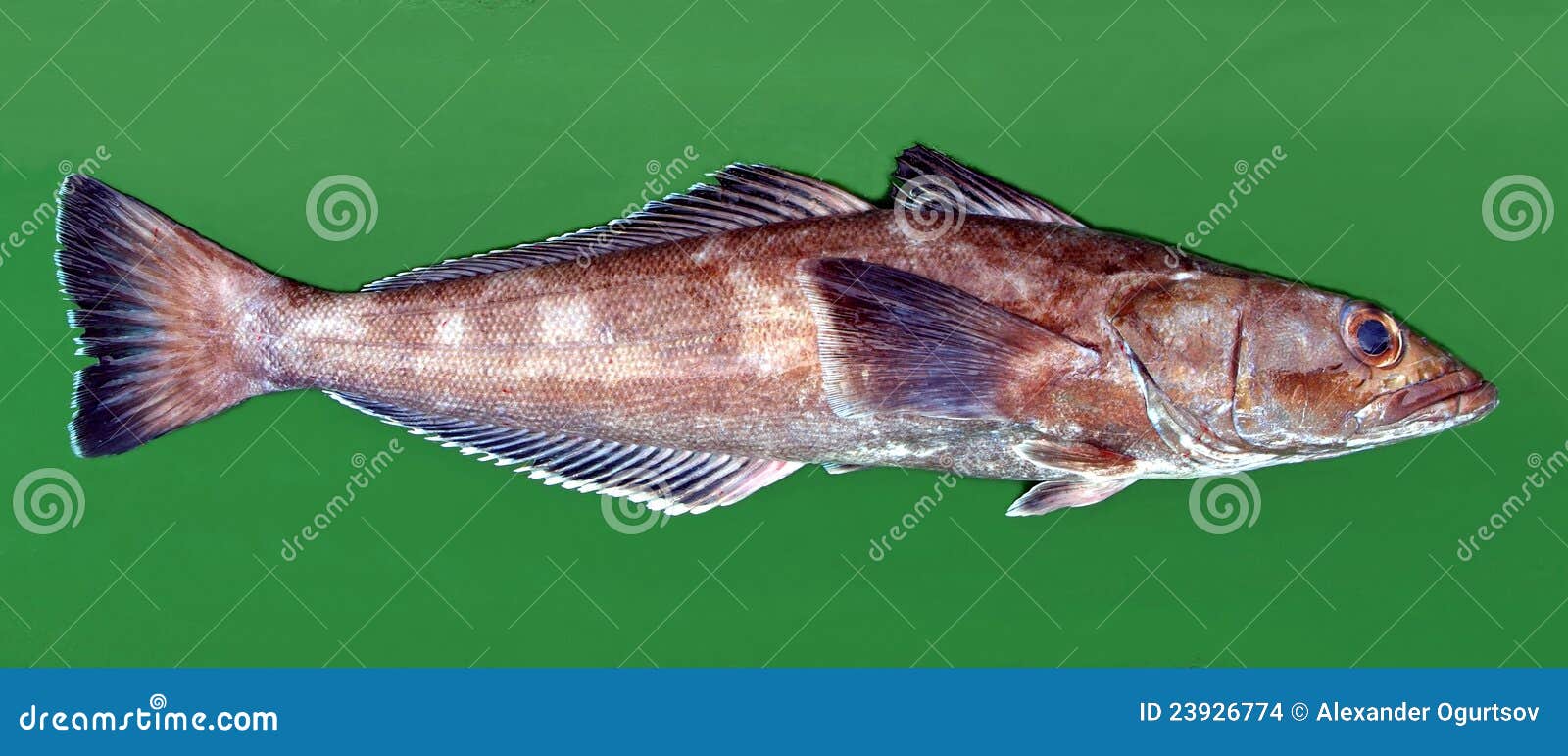Patagonian toothfish stock photo. Image of atlantic, animal - 23926774