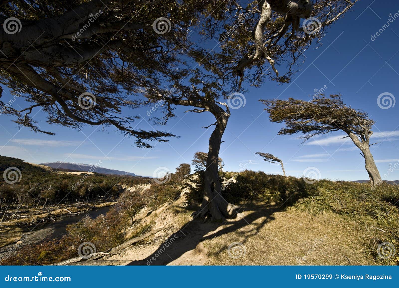 Patagonian Trees stock image. Image of ushuaia, outdoors - 19570299
