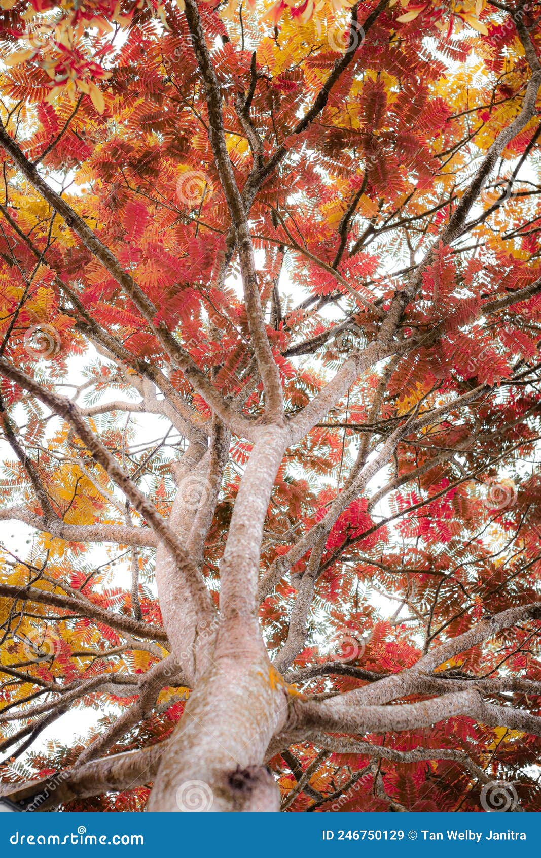 Patai stock image. Image of sunlight, spring, plant - 246750129