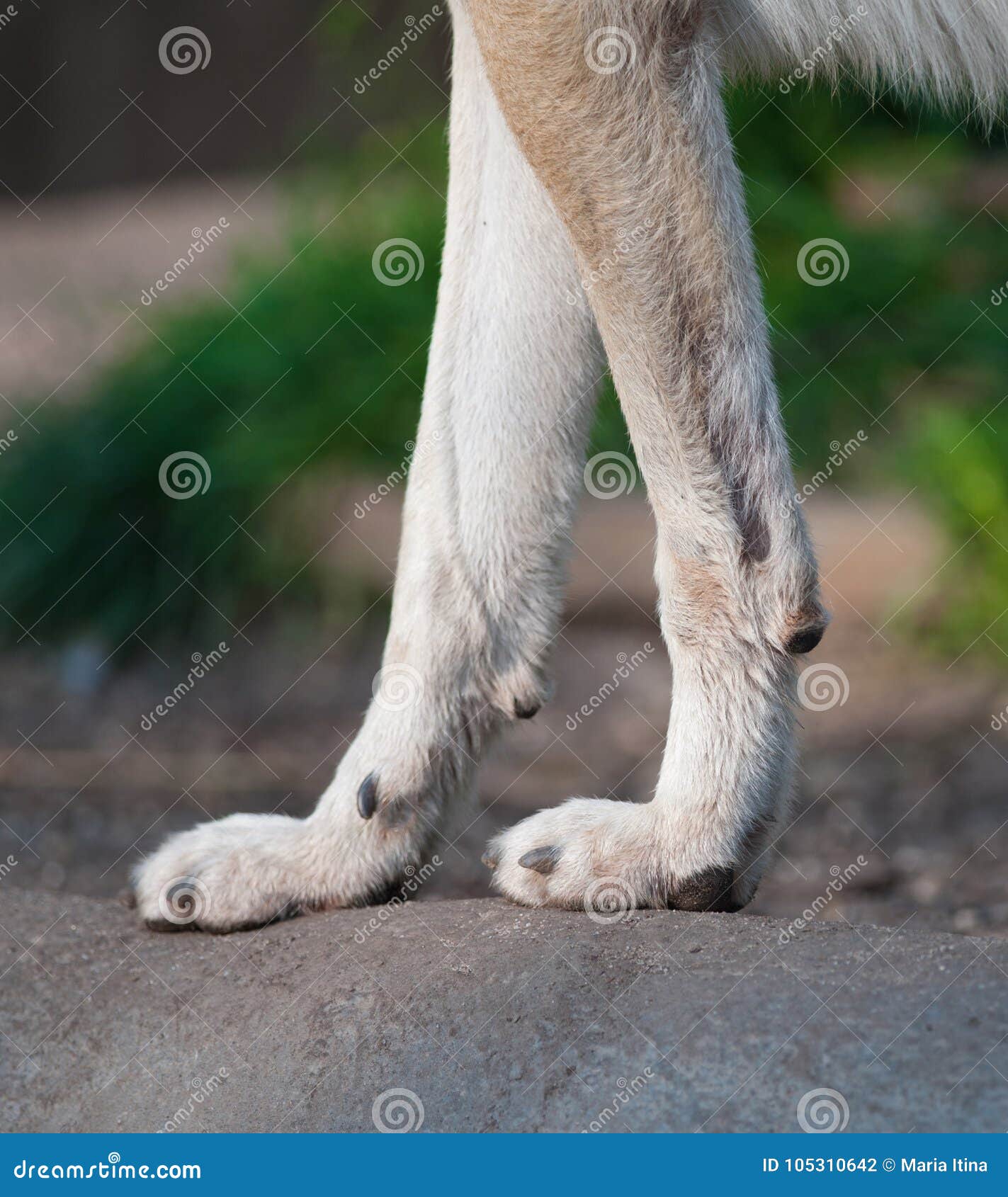 Patas De Un Primer Del Lobo Foto de archivo - Imagen de verano, patas ...