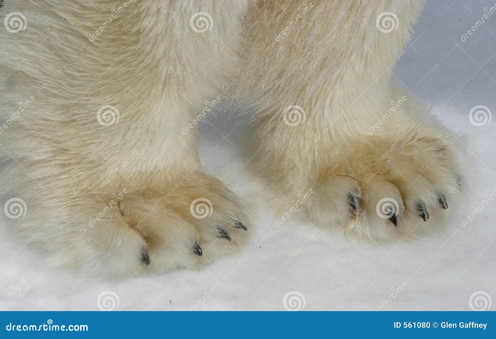 Patas Palmeadas De Osos Polares Cómo Hacer 3 Osos Polares Navideños