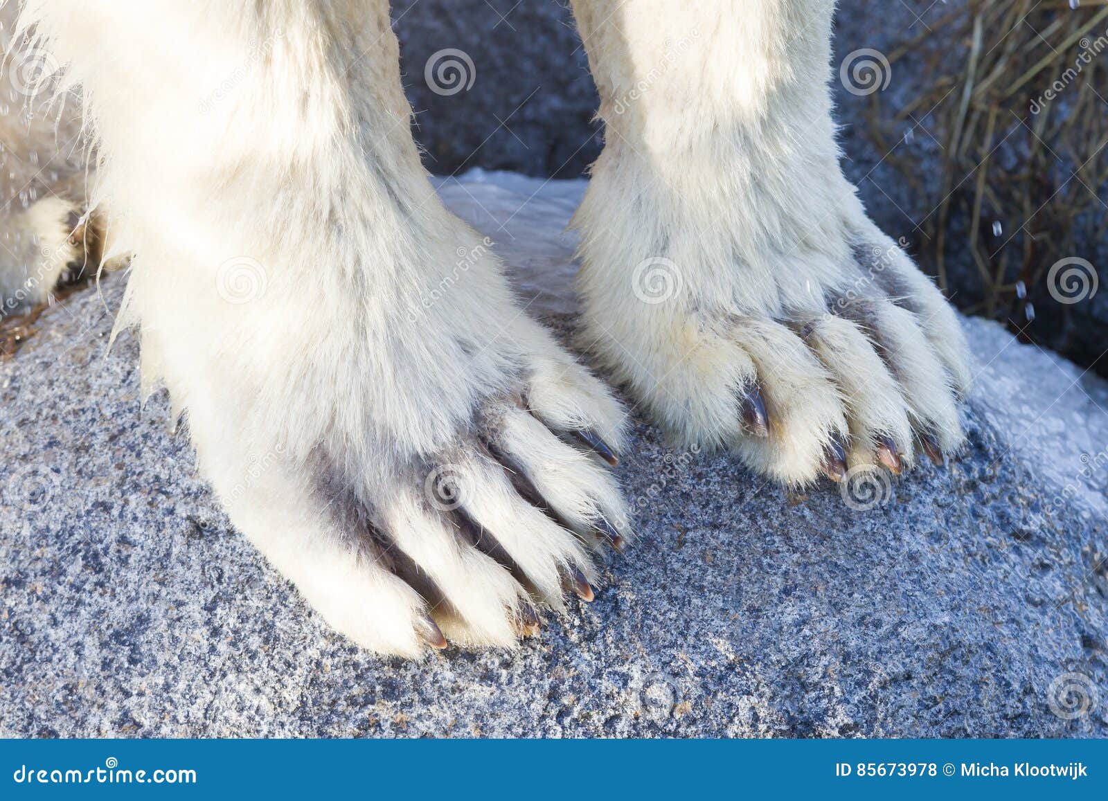 Patas Palmeadas De Osos Polares Cómo Hacer 3 Osos Polares Navideños