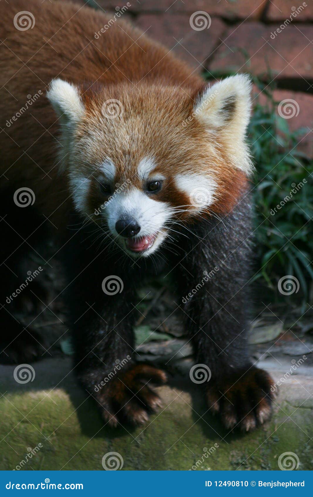 Patas E Boca Vermelhas Da Panda Foto de Stock - Imagem de aberto, olho ...