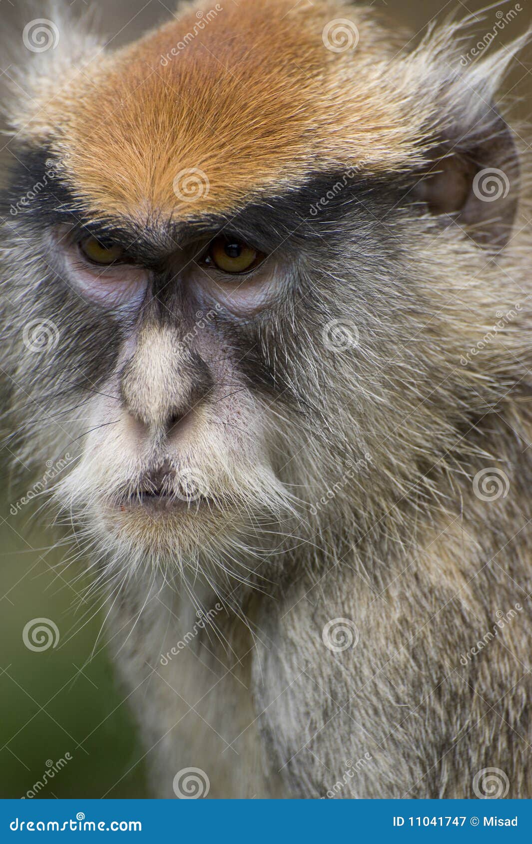 Patas Monkey stock image. Image of color, erythrocebus - 11041747