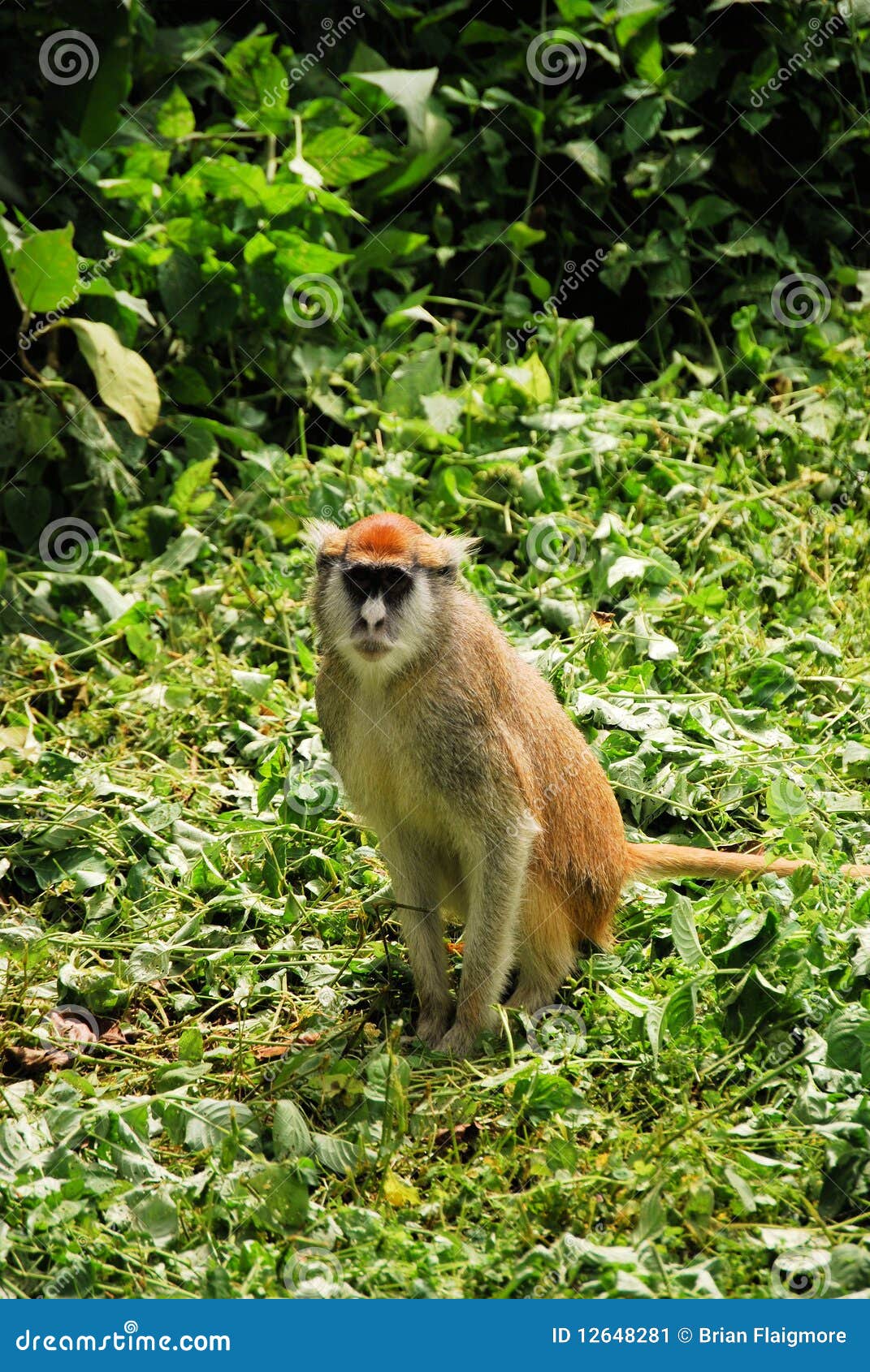 Patas Monkey stock image. Image of faith, primate, love - 12648281