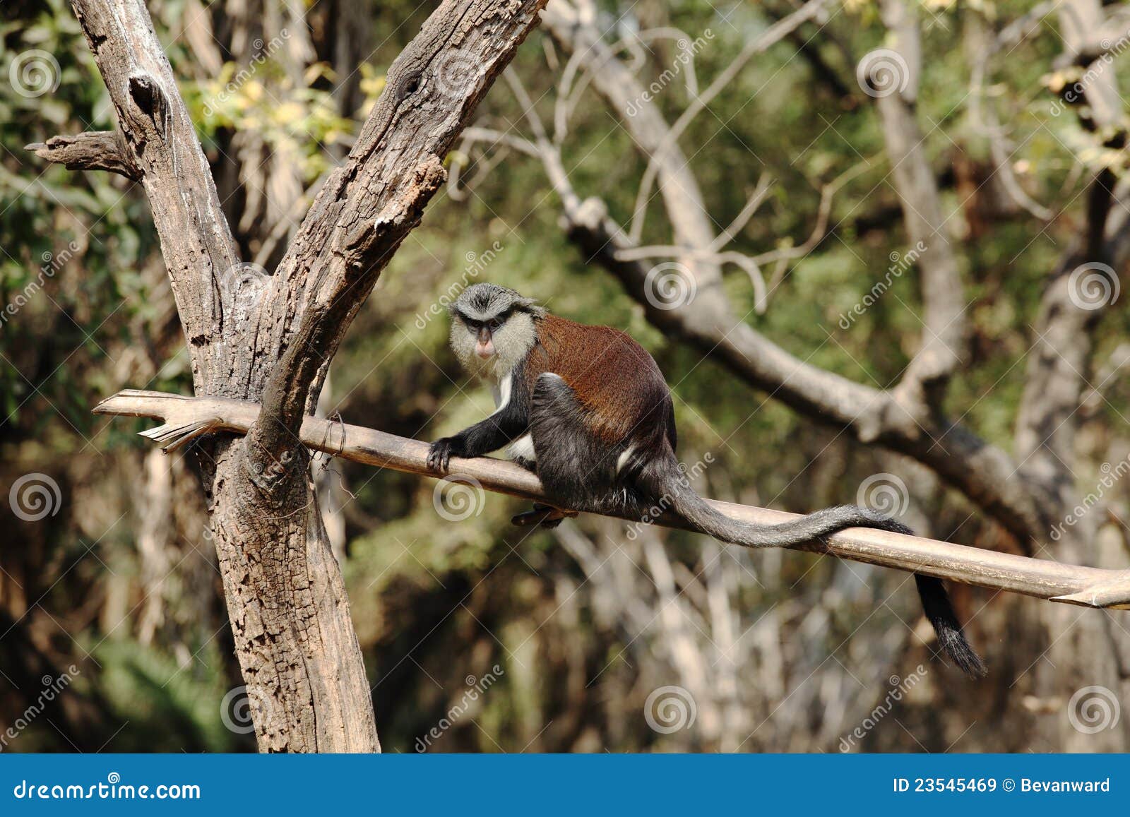 Patas Monkey on branch stock image. Image of character - 23545469