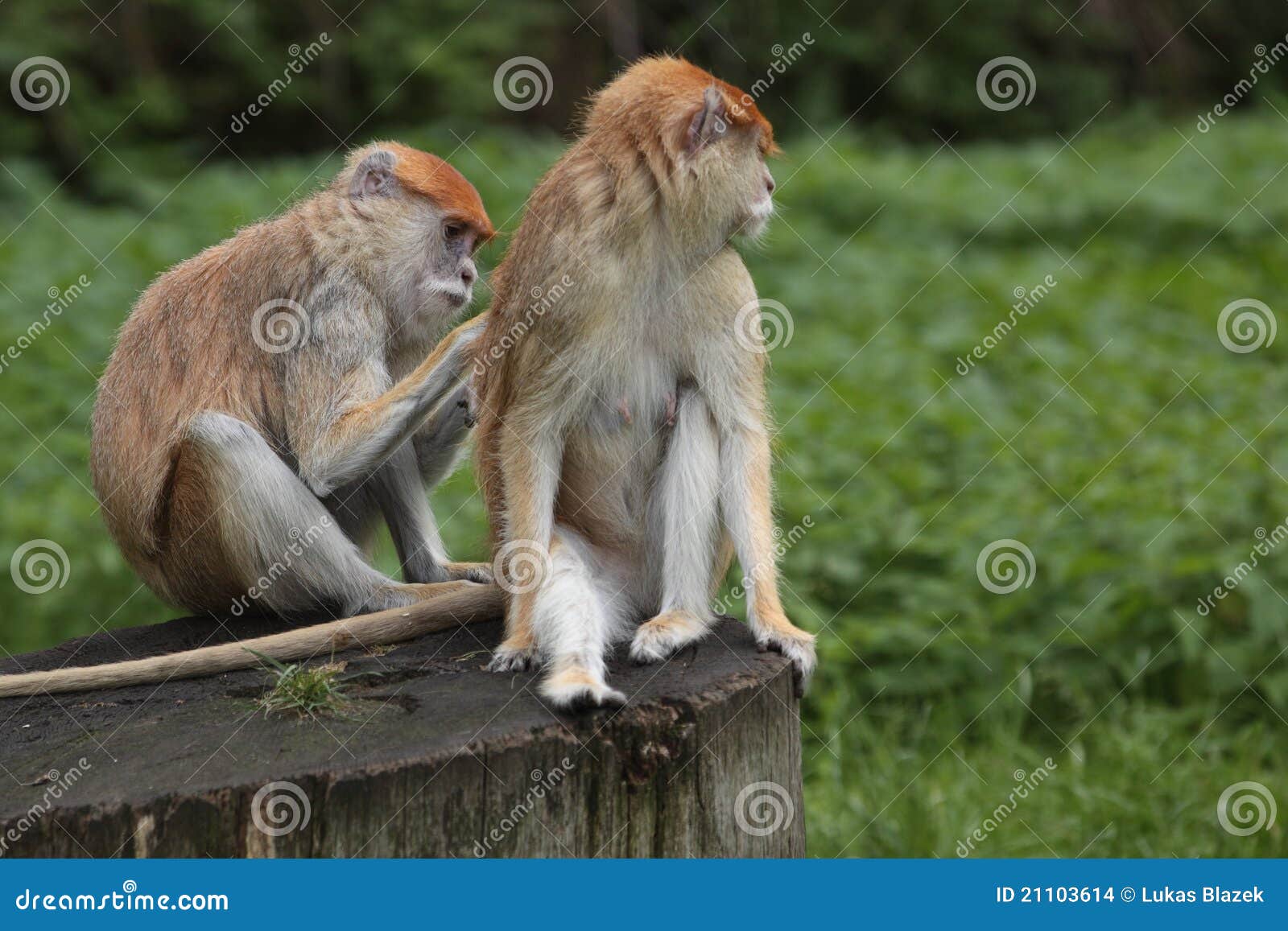 Patas monkey couple stock photo. Image of trunk, patas - 21103614
