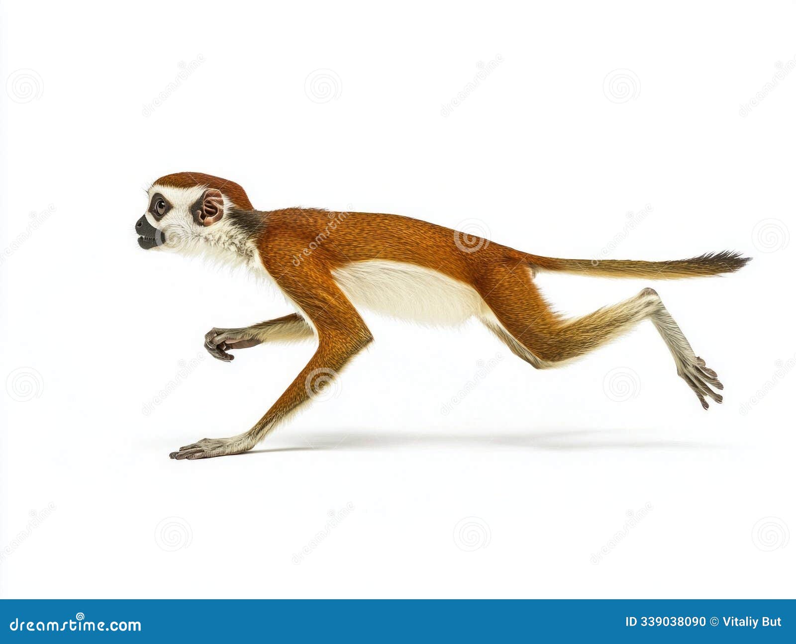 Patas Monkey Dashes Across the Ground, Its Long Limbs Fully Extended in ...