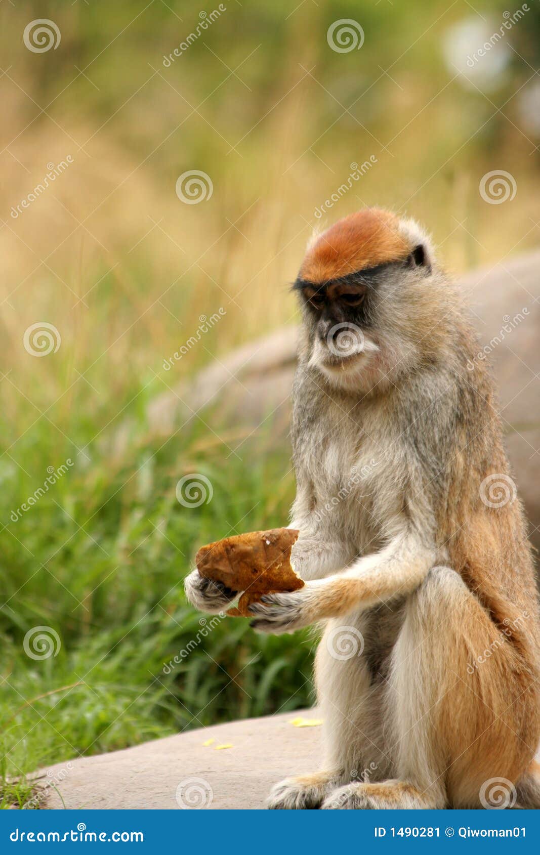 Patas Monkey Eating stock image. Image of patas, monkey - 1490281