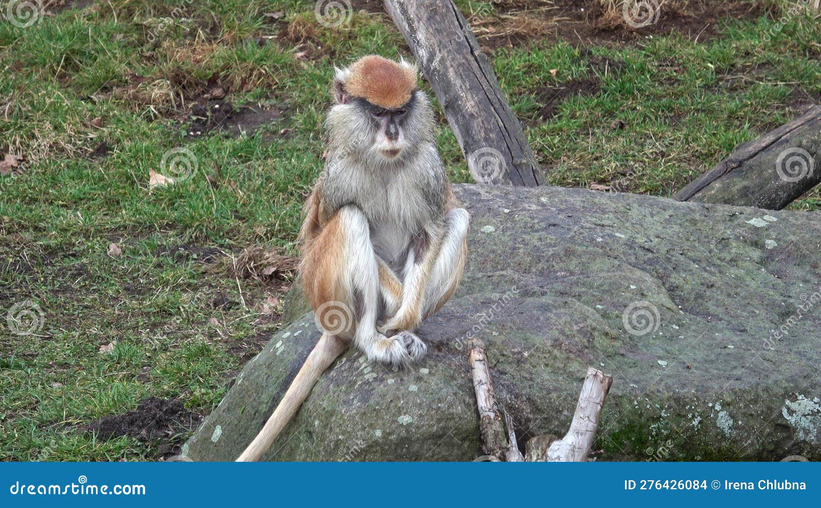 The Patas Monkey (Erythrocebus Patas), Also Known As the Wadi Monkey or ...