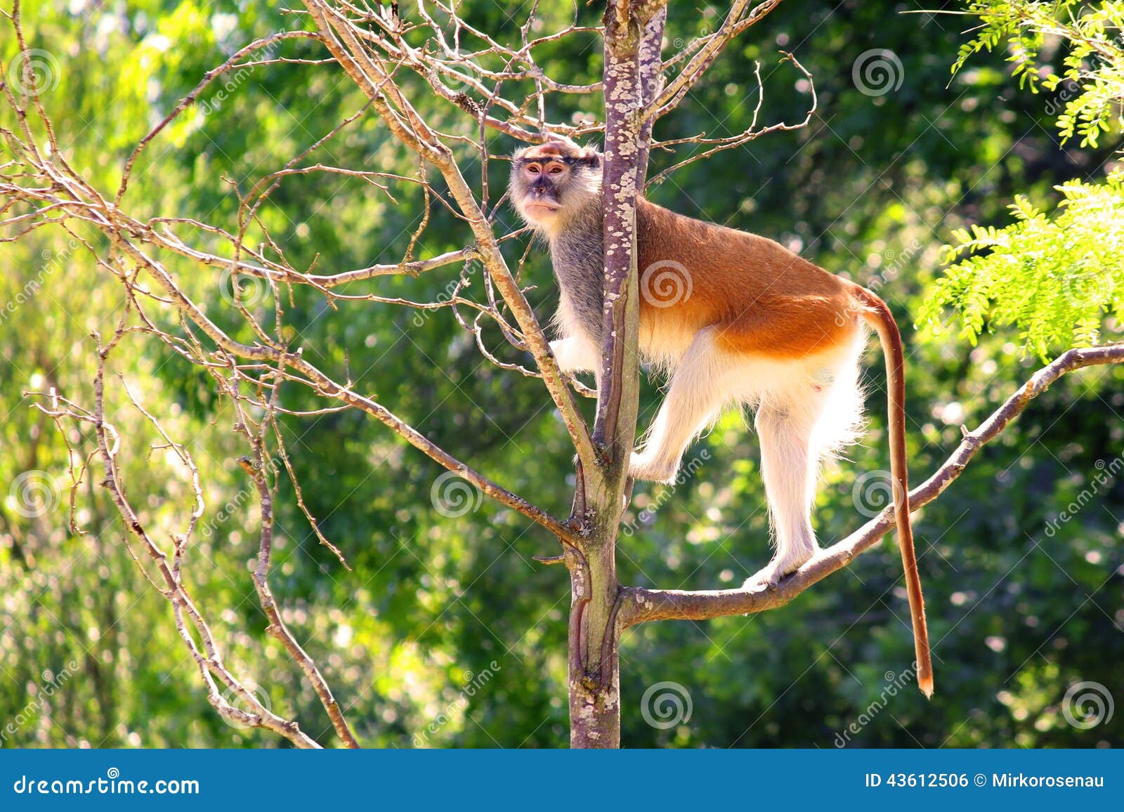 Patas Monkey Erythrocebus Patason Tree Stock Photo - Image of dance ...