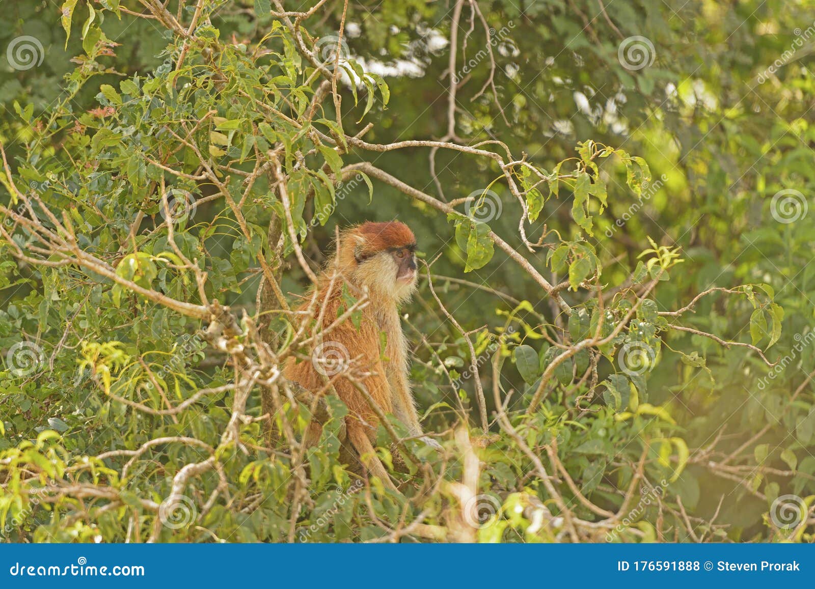 Patas Monkey in a Savannah Tree Stock Photo - Image of falls, colorful ...