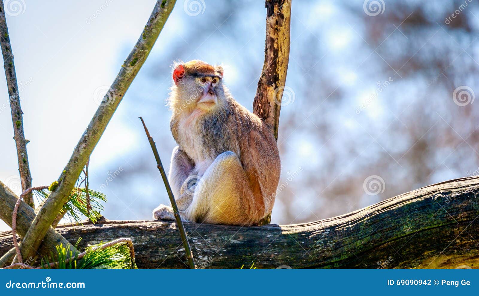 Patas Monkey on Tree Branch Stock Photo - Image of animals, seattle ...