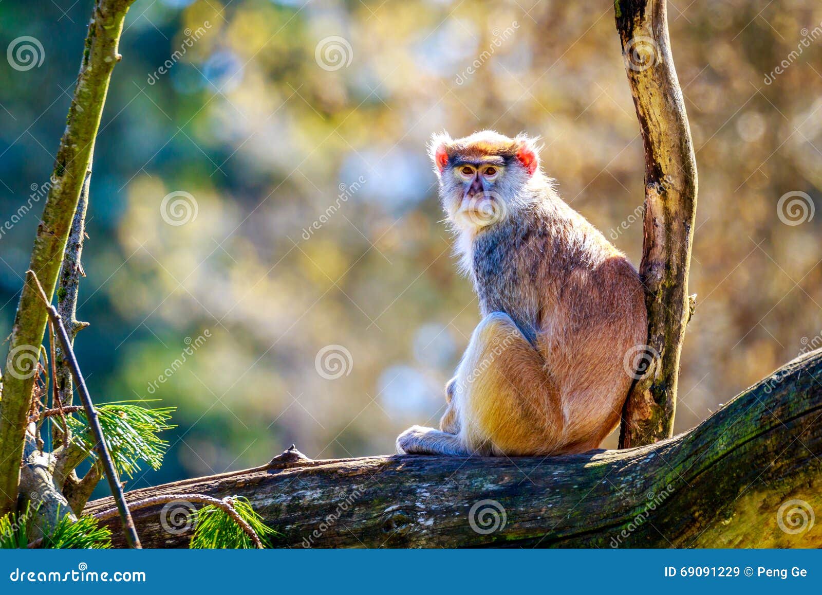 Patas Monkey on Tree Branch Stock Image - Image of primates, monkey ...