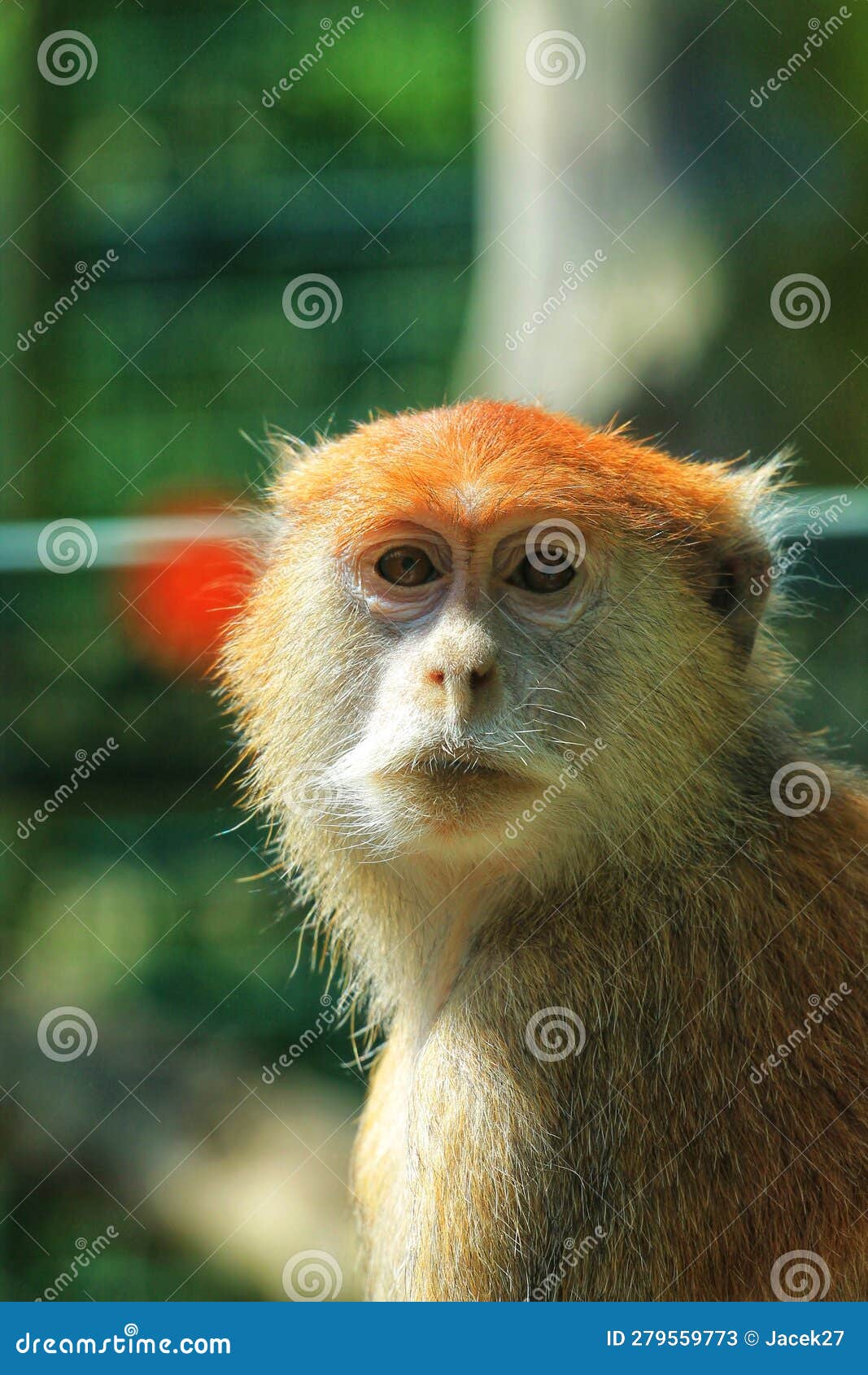 Patas monkey in the zoo stock image. Image of beak, wildlife - 279559773