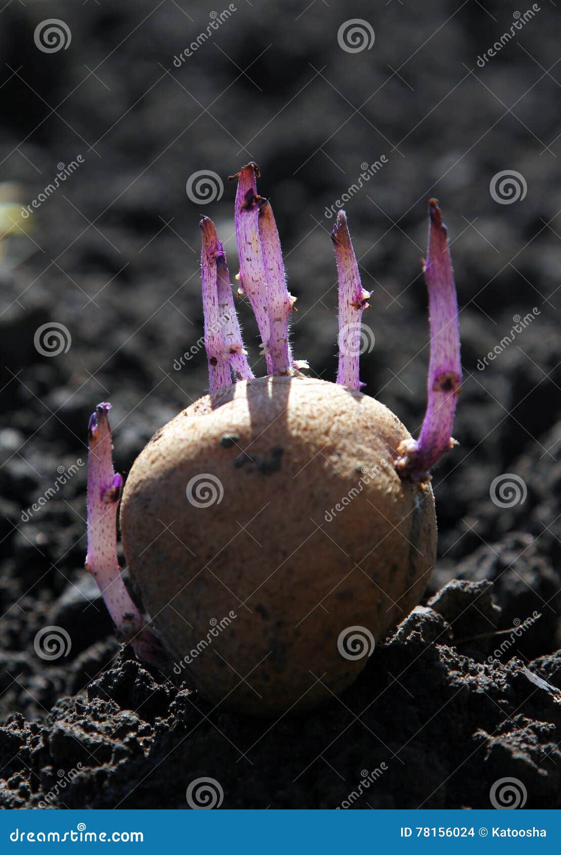 Patata Germinada En La Tierra Foto de archivo - Imagen de brote ...
