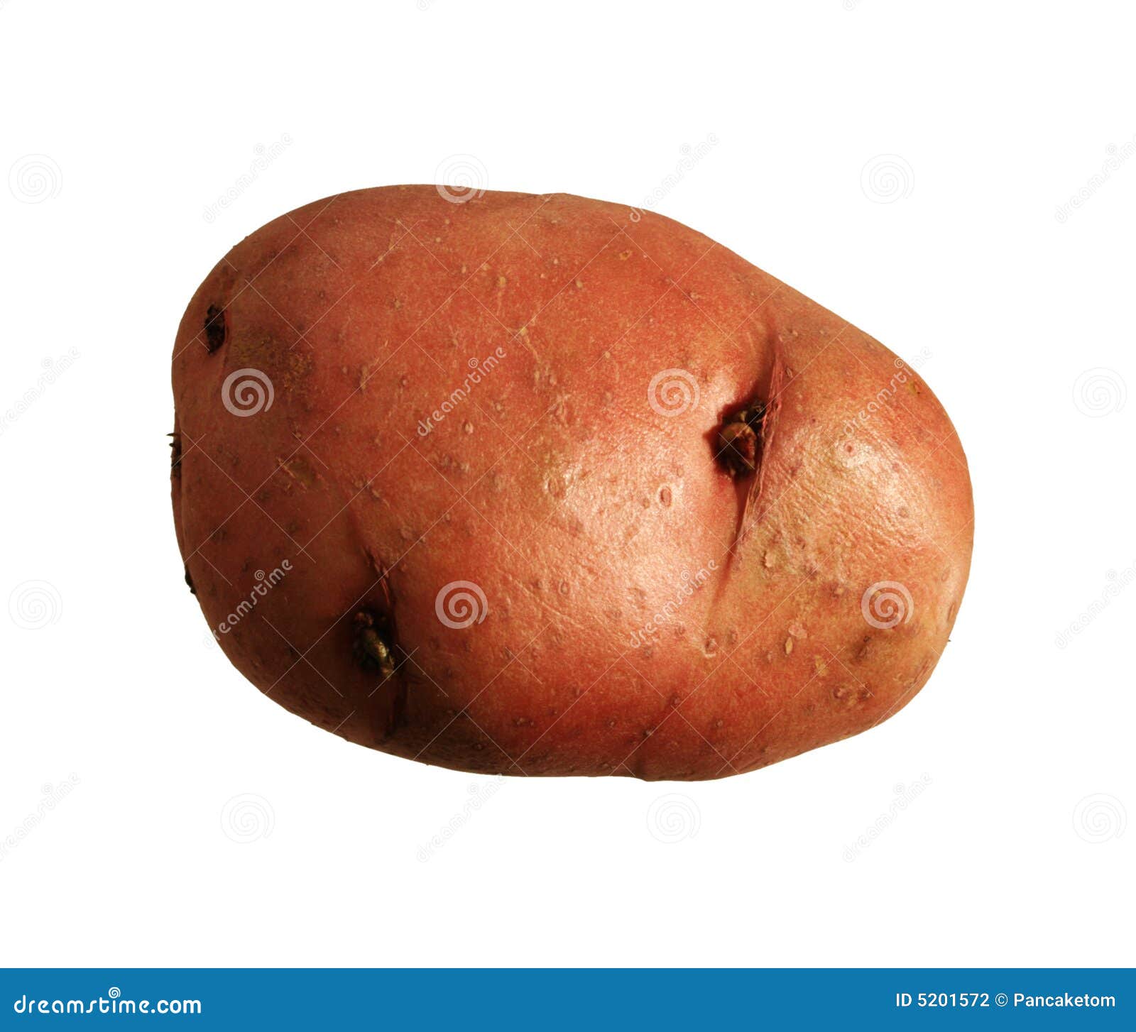 Patata rossa isolata fotografia stock. Immagine di alimento - 5201572