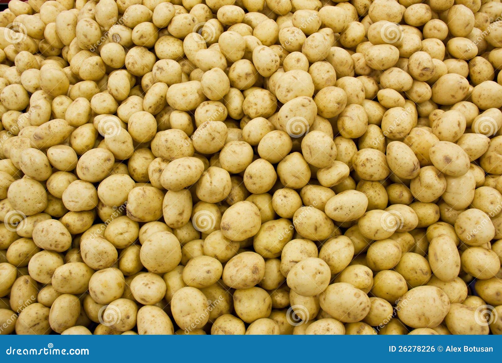 Patatas amarillas foto de archivo. Imagen de fondo, cosecha - 26278226