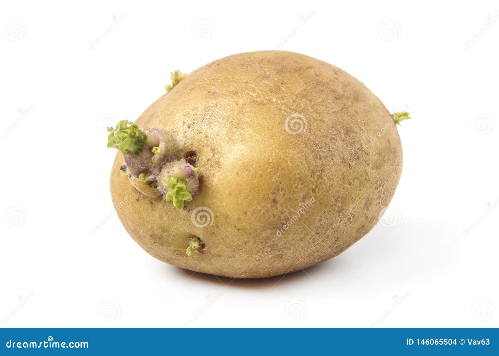 Patatas con los brotes foto de archivo. Imagen de germine - 146065504