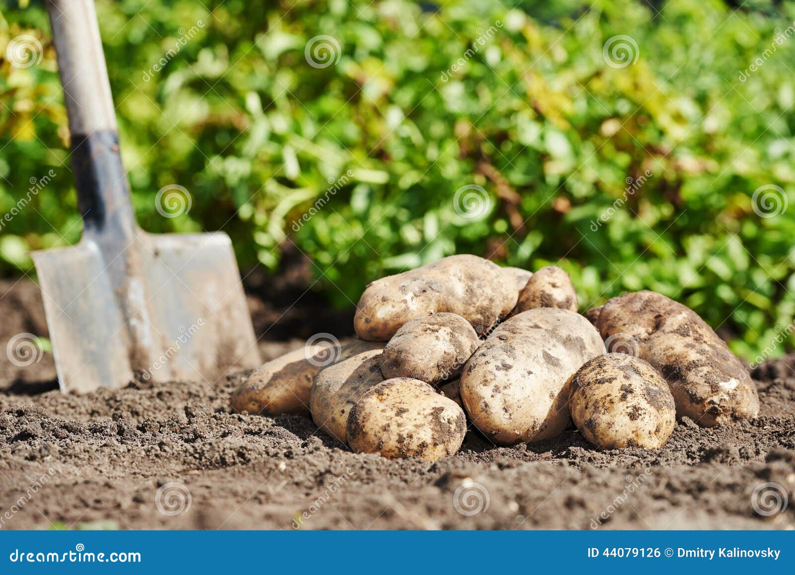 Patatas en la tierra foto de archivo. Imagen de sucio - 44079126