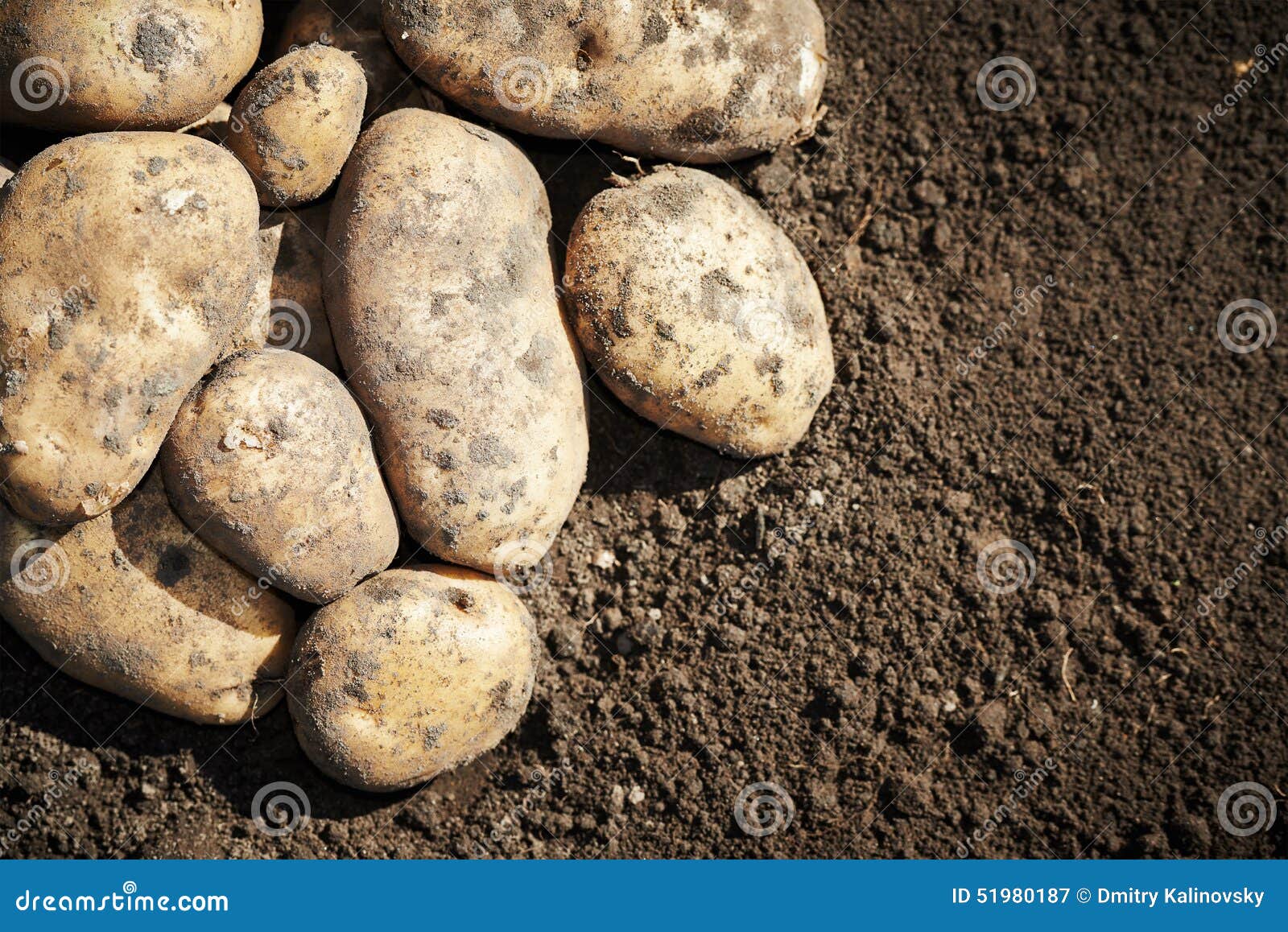 Patatas en la tierra imagen de archivo. Imagen de planta - 51980187