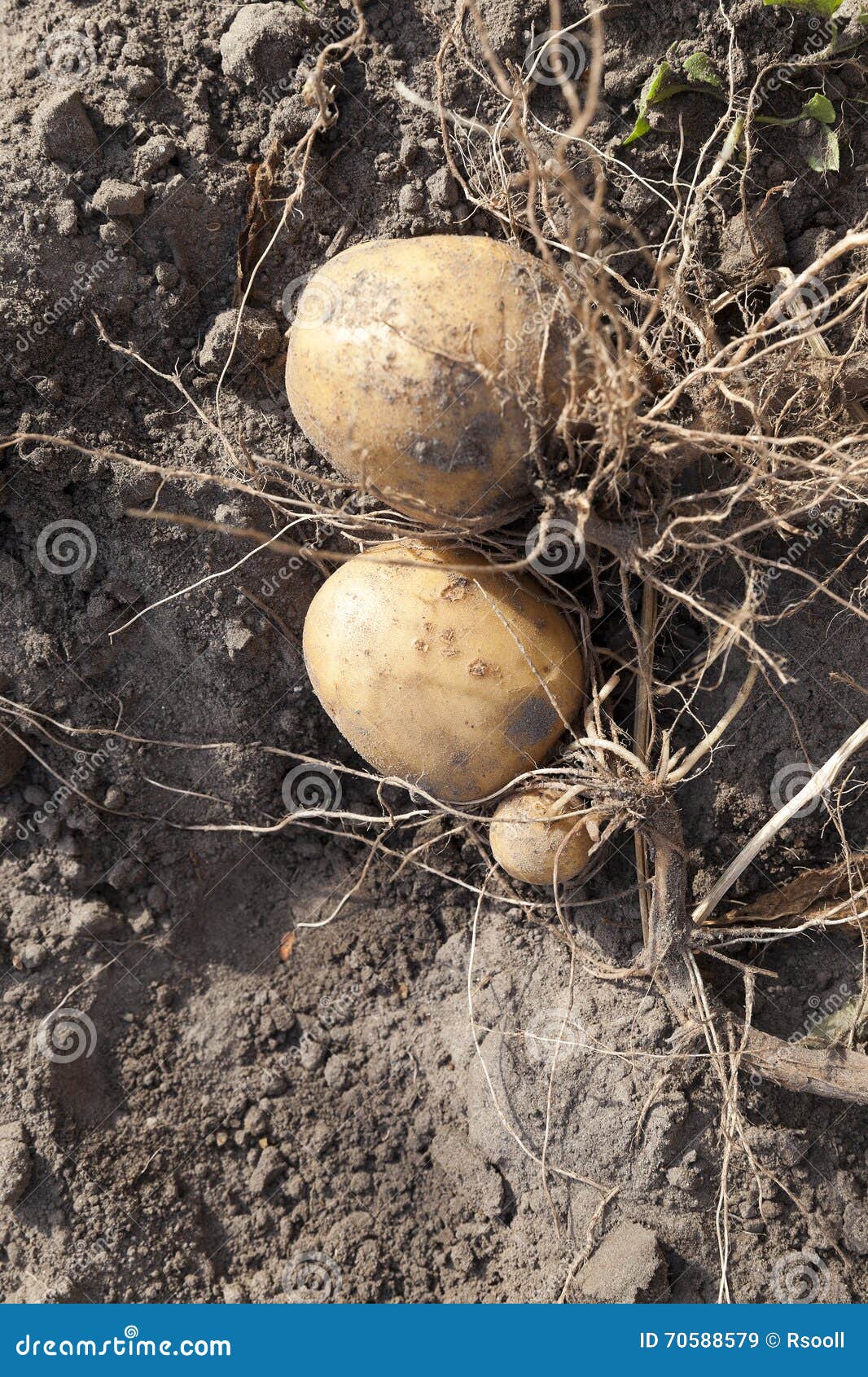 Patatas en la tierra imagen de archivo. Imagen de comer - 70588579
