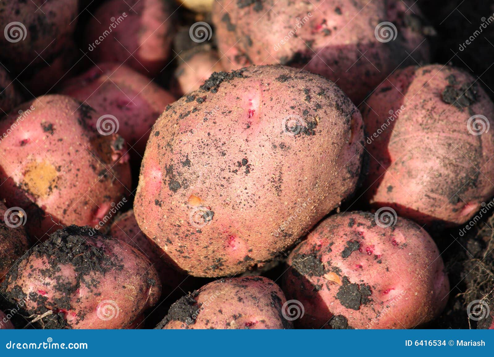 Patatas rojas foto de archivo. Imagen de ingrediente, cubo - 6416534