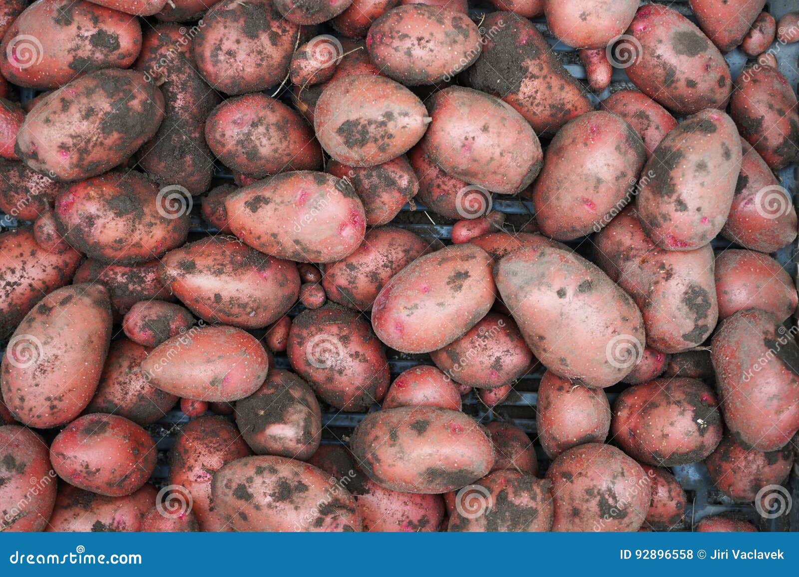 Patatas rojas con el suelo foto de archivo. Imagen de suelo - 92896558