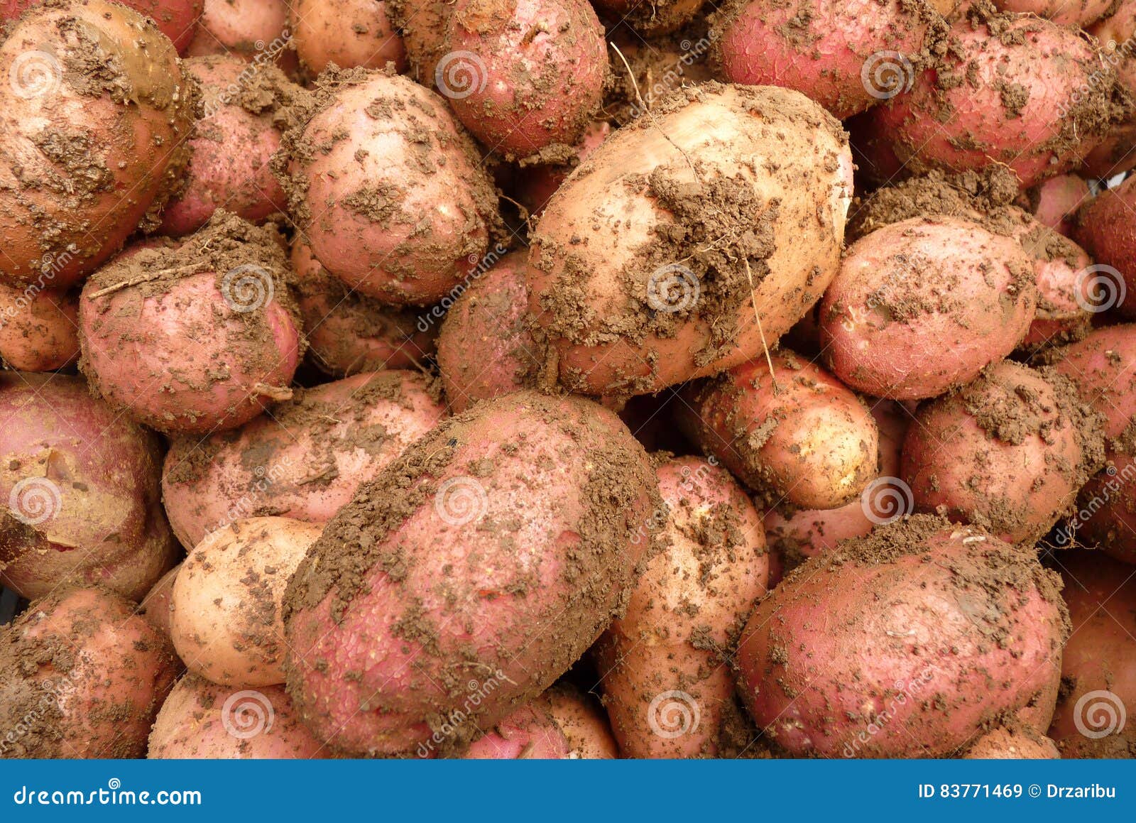 Foto Stock e immagini a tema Patate - Scarica 269,143 foto