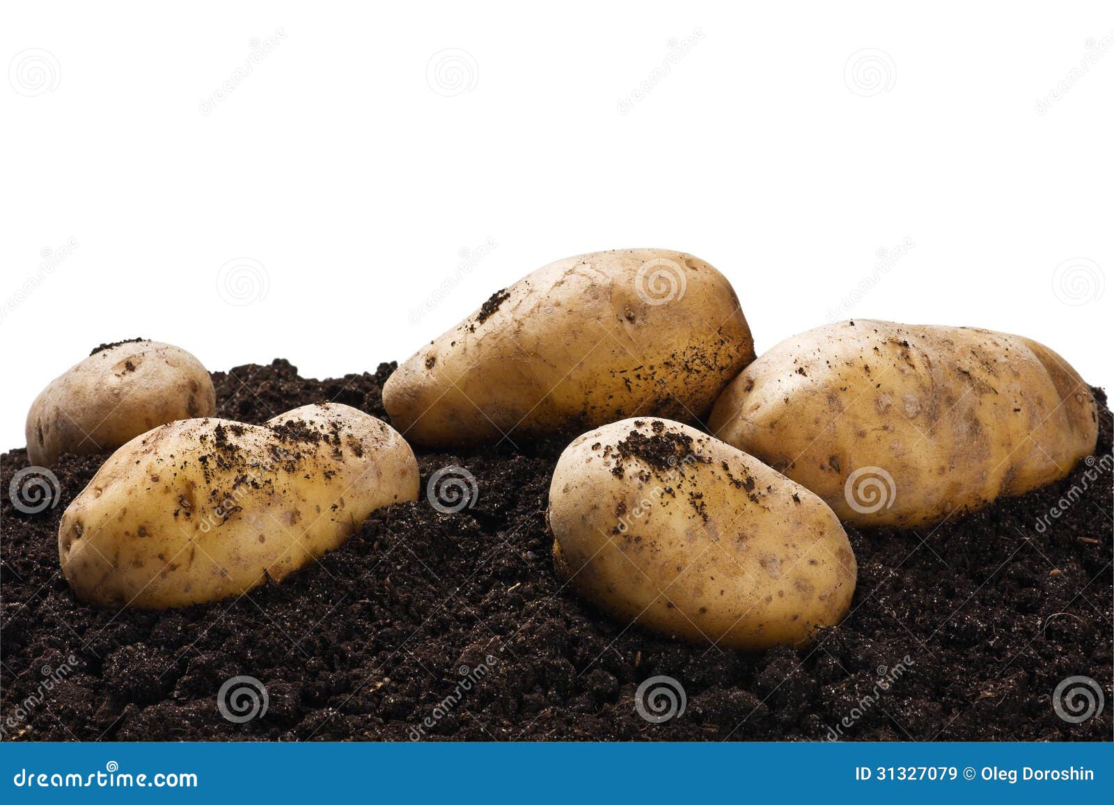 Patate Scavate Sulla Terra Su Un Bianco Immagine Stock - Immagine di ...