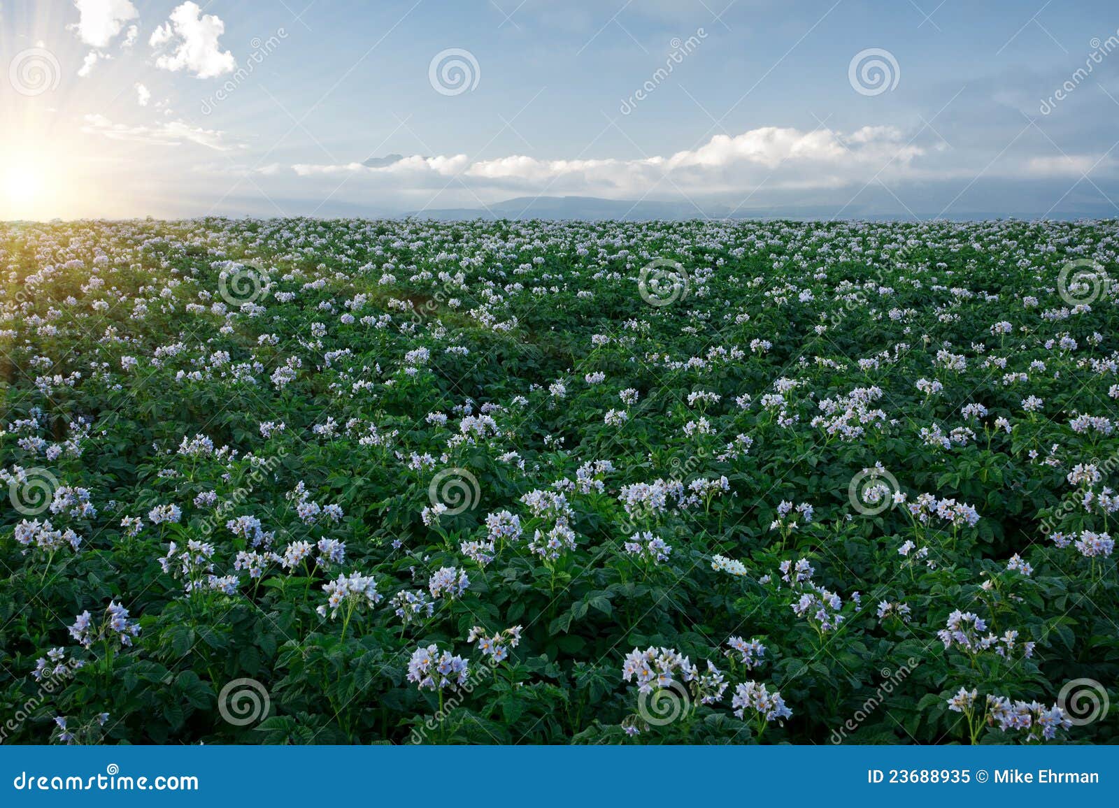 Patato field stock image. Image of ploughed, vegetable - 23688935