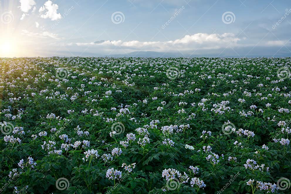 Patato field stock image. Image of ploughed, vegetable - 23688935