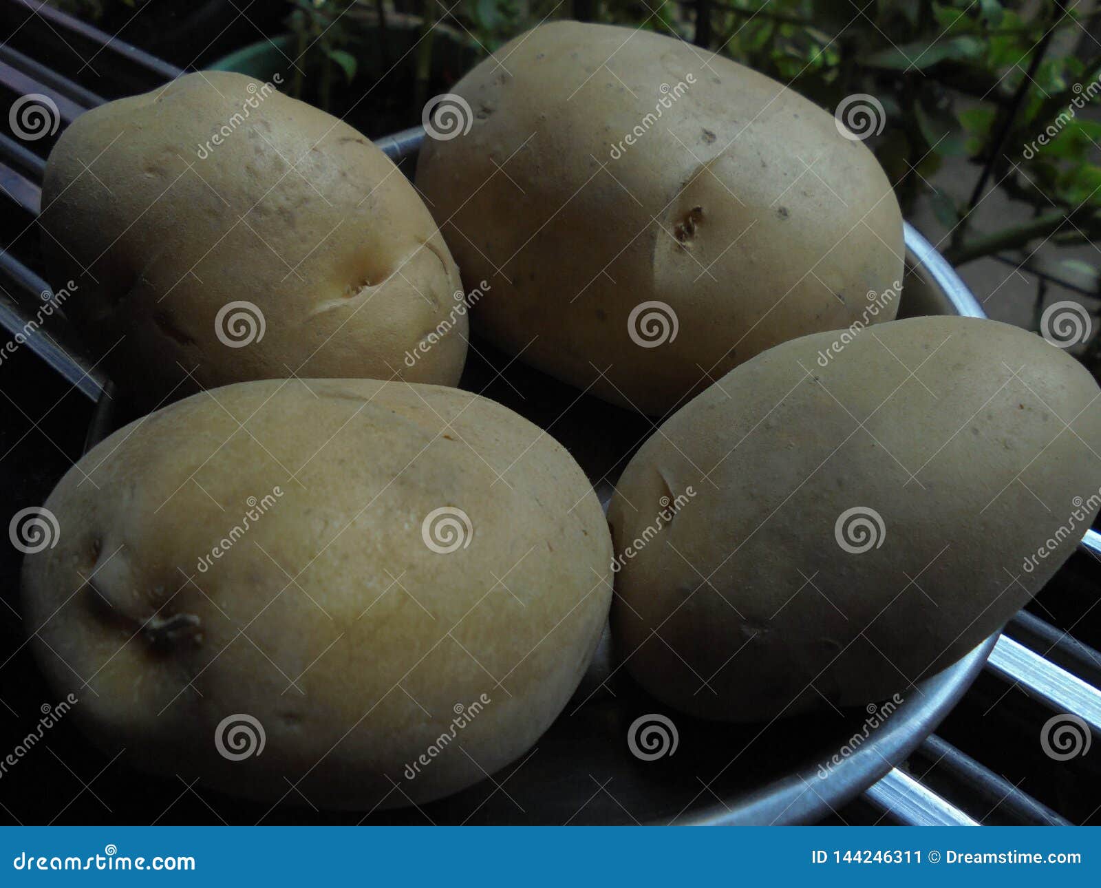 Patato indian stock image. Image of plot, morning, human - 144246311