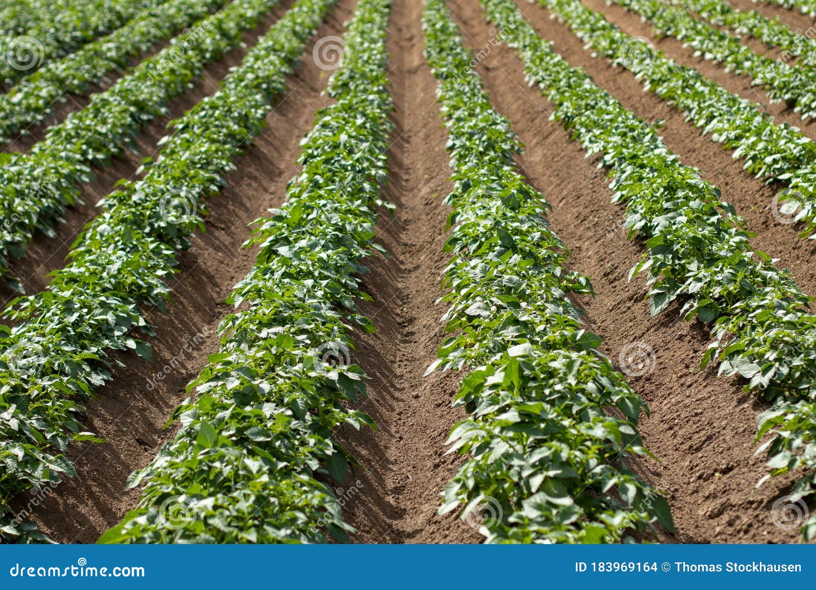 Patato plants on a field stock photo. Image of fresh - 183969164