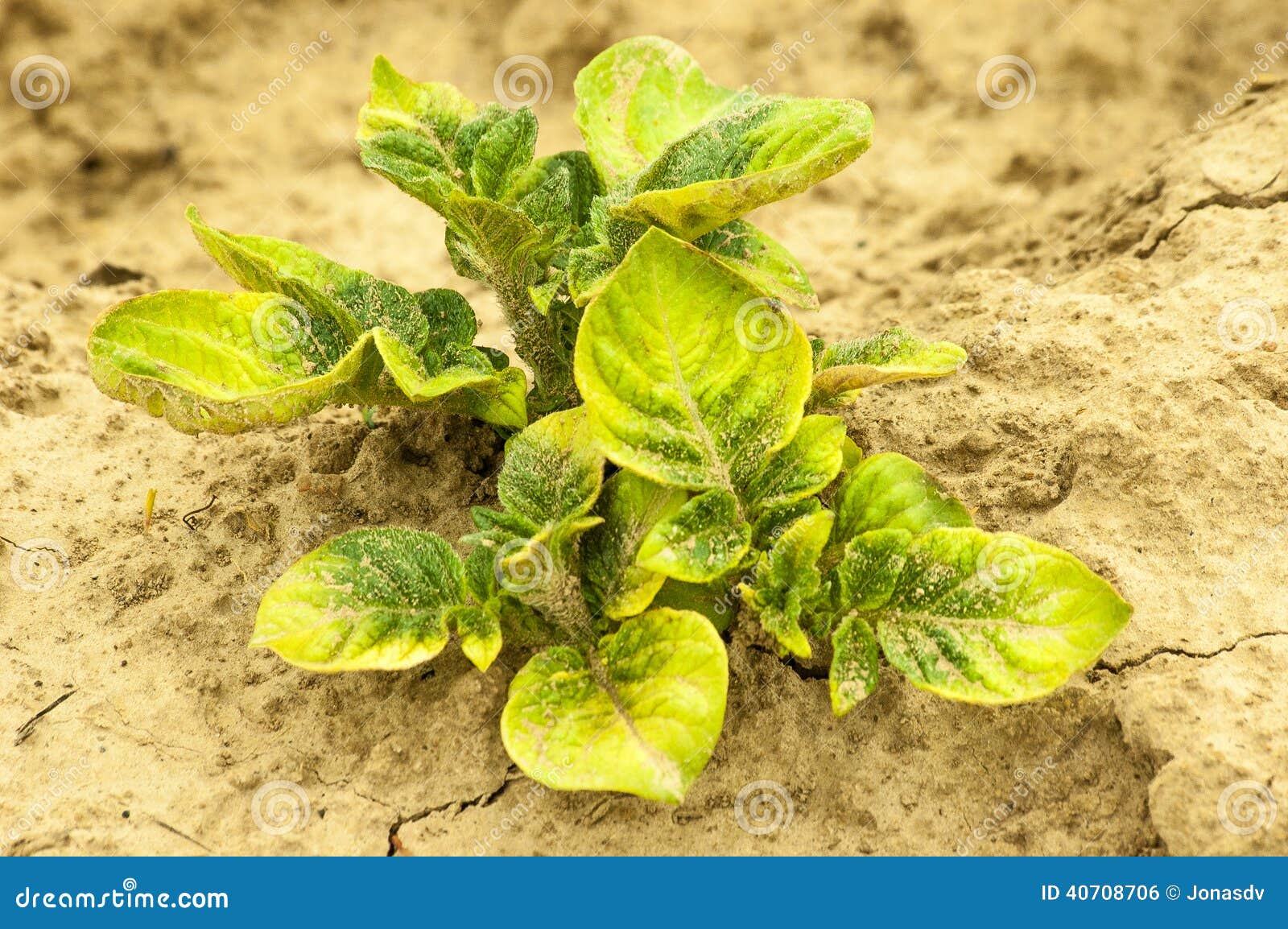 Patato stock photo. Image of texture, ground, soil, earth - 40708706