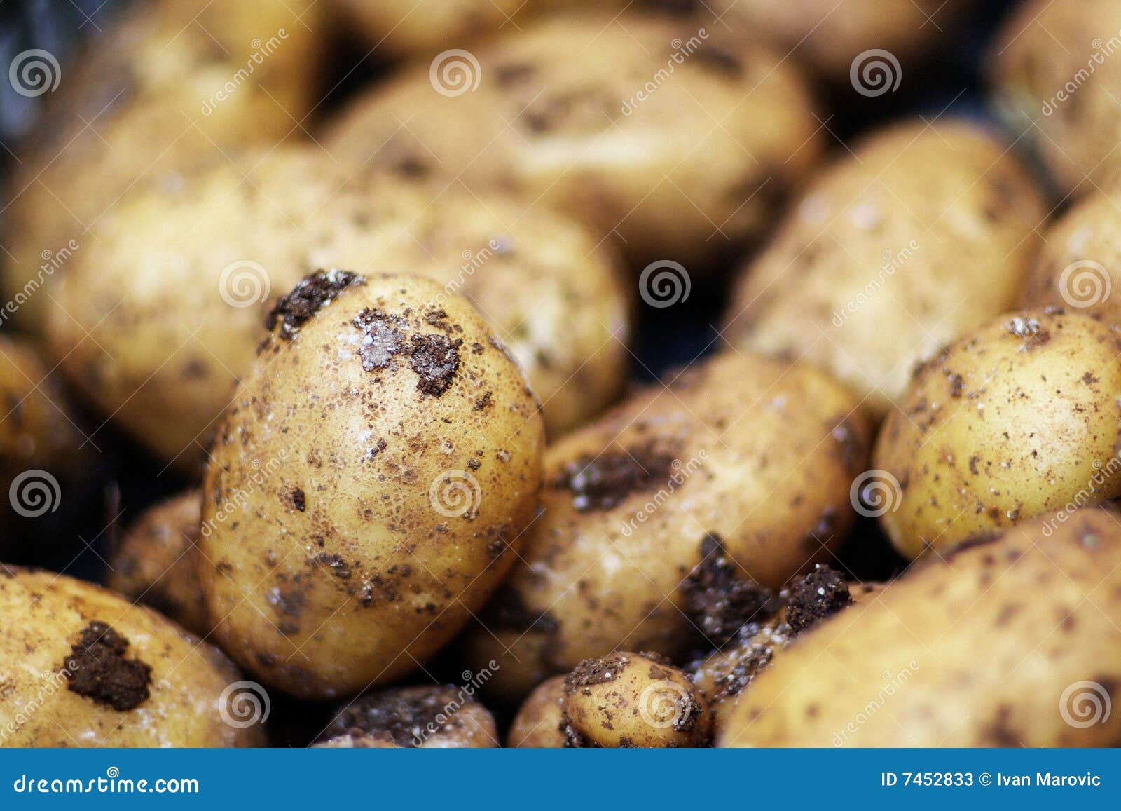 Patatoes stock image. Image of patatoes, food, agriculture - 7452833