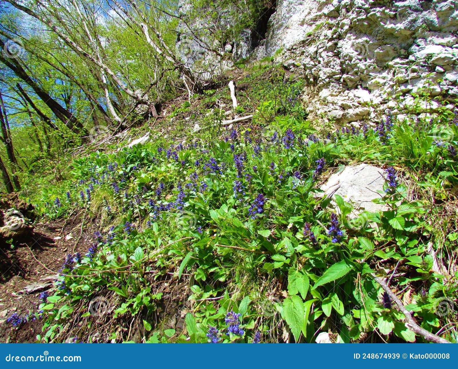 Patch of Blue Bugle (Ajuga Genevensis) Flowers Stock Image - Image of ...