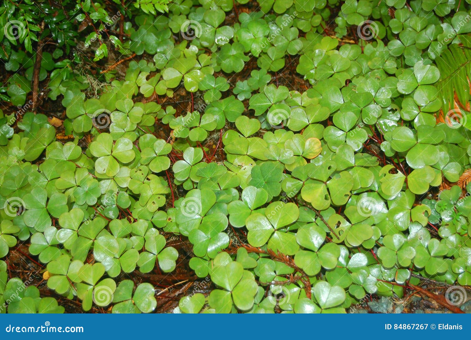 Patch of Clover on Forest Floor Stock Image - Image of nature, forest ...