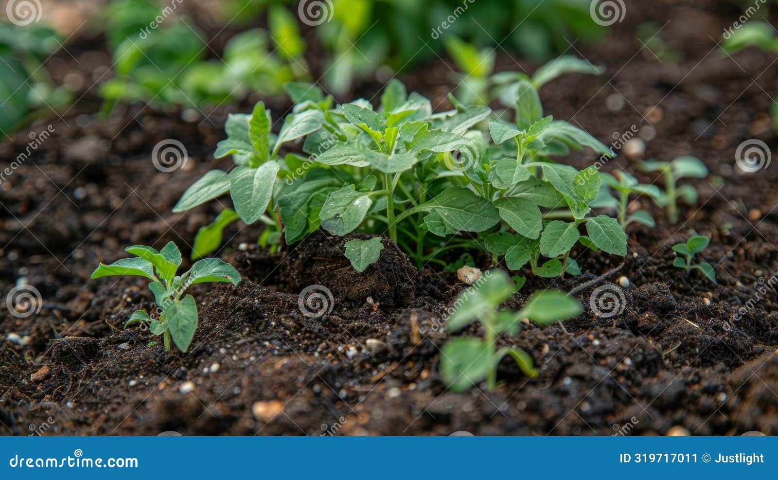 A Patch of Dark Rich Soil Perfect for Growing a Variety of Nutritious ...