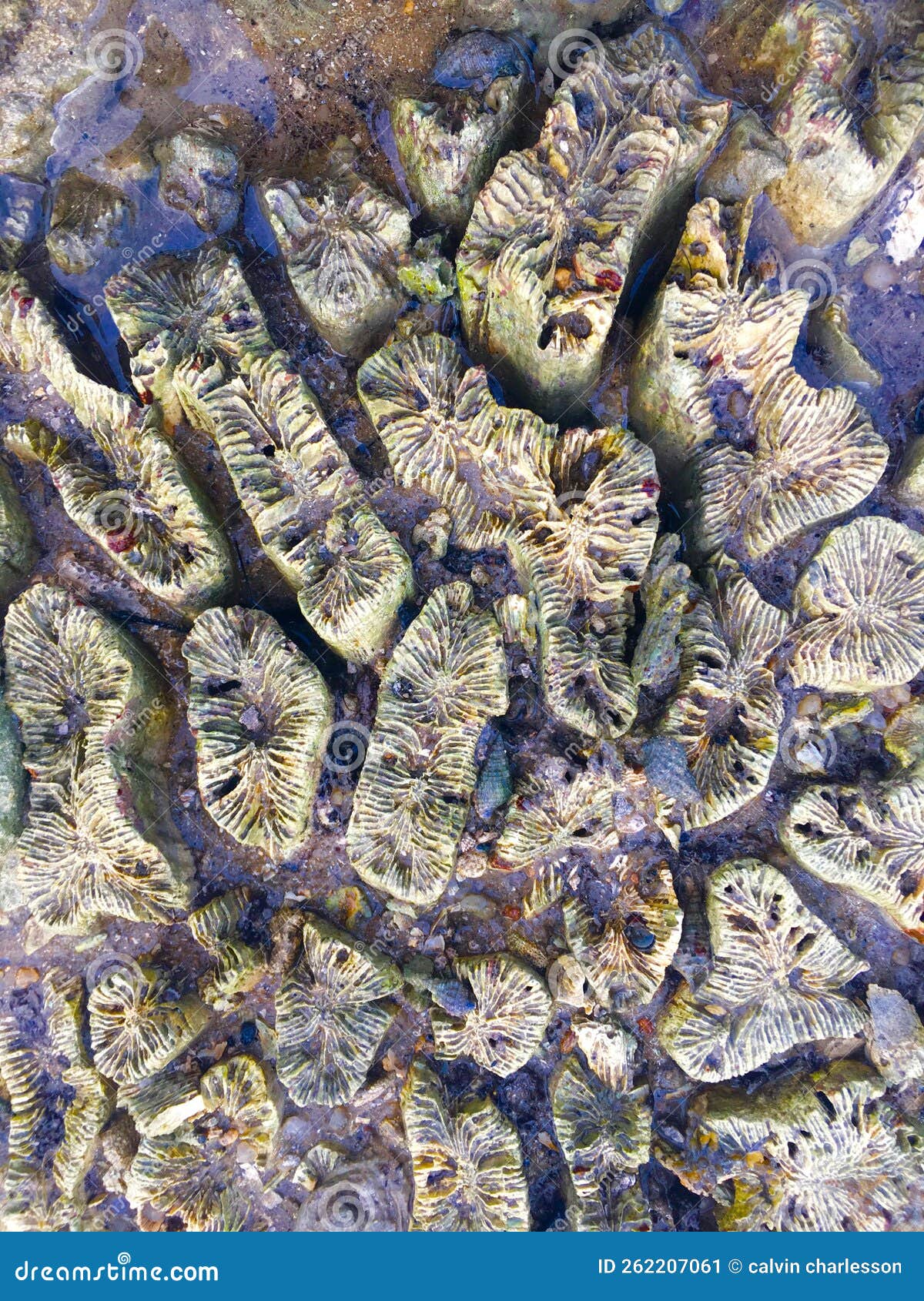 Patch of dead coral stock image. Image of sand, beach - 262207061