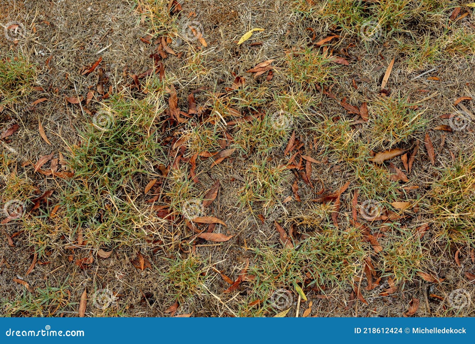 A Patch of Dead Grass and Leaves Stock Photo - Image of land, foliage ...