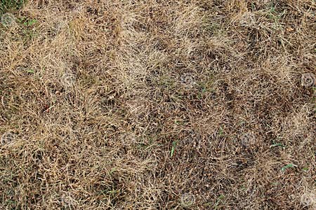 A Patch of Dead Grass Texture Stock Image - Image of texture, lawn ...